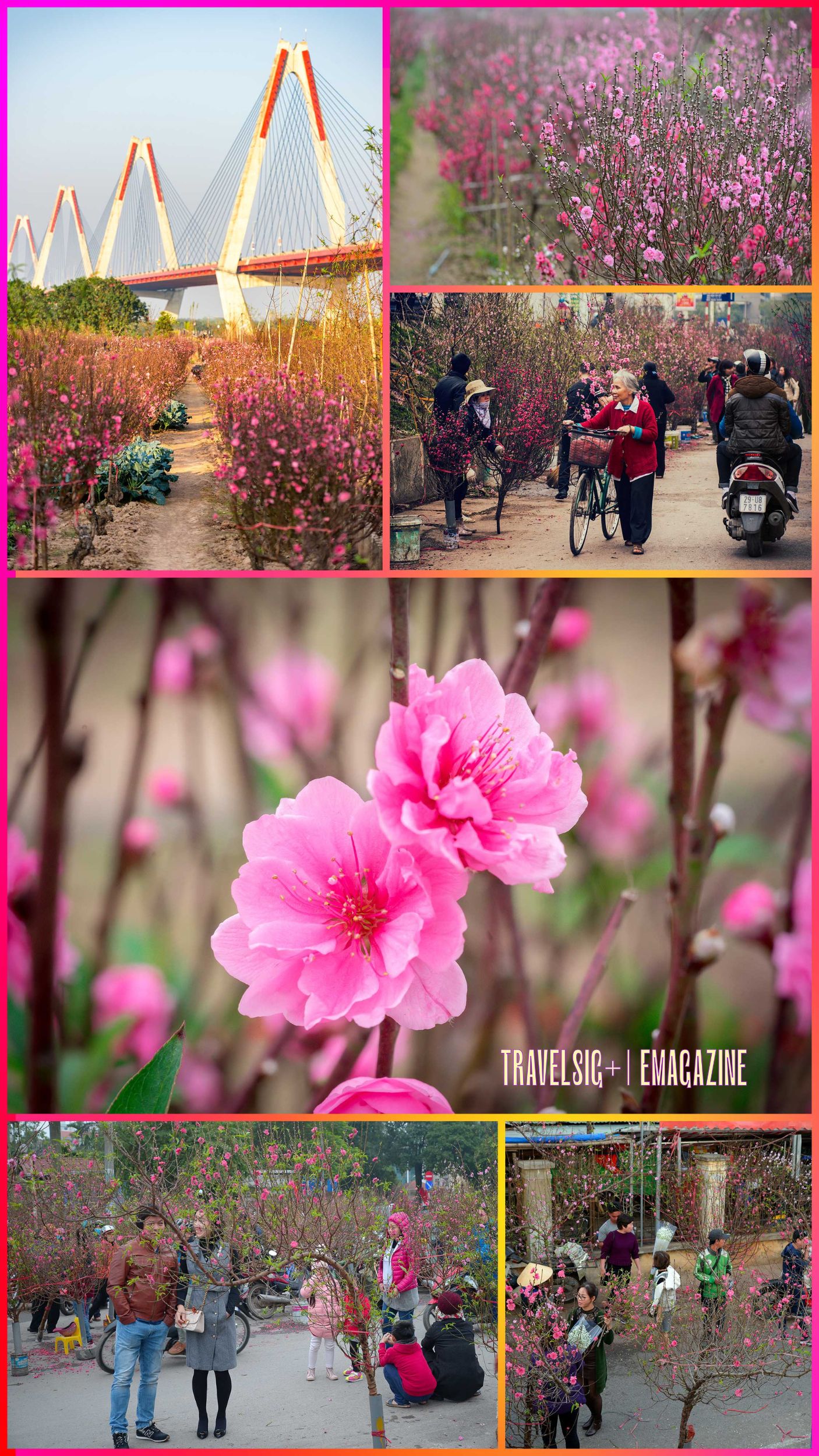 Xuân trên đất Việt: Bản tình ca của những sắc hoa